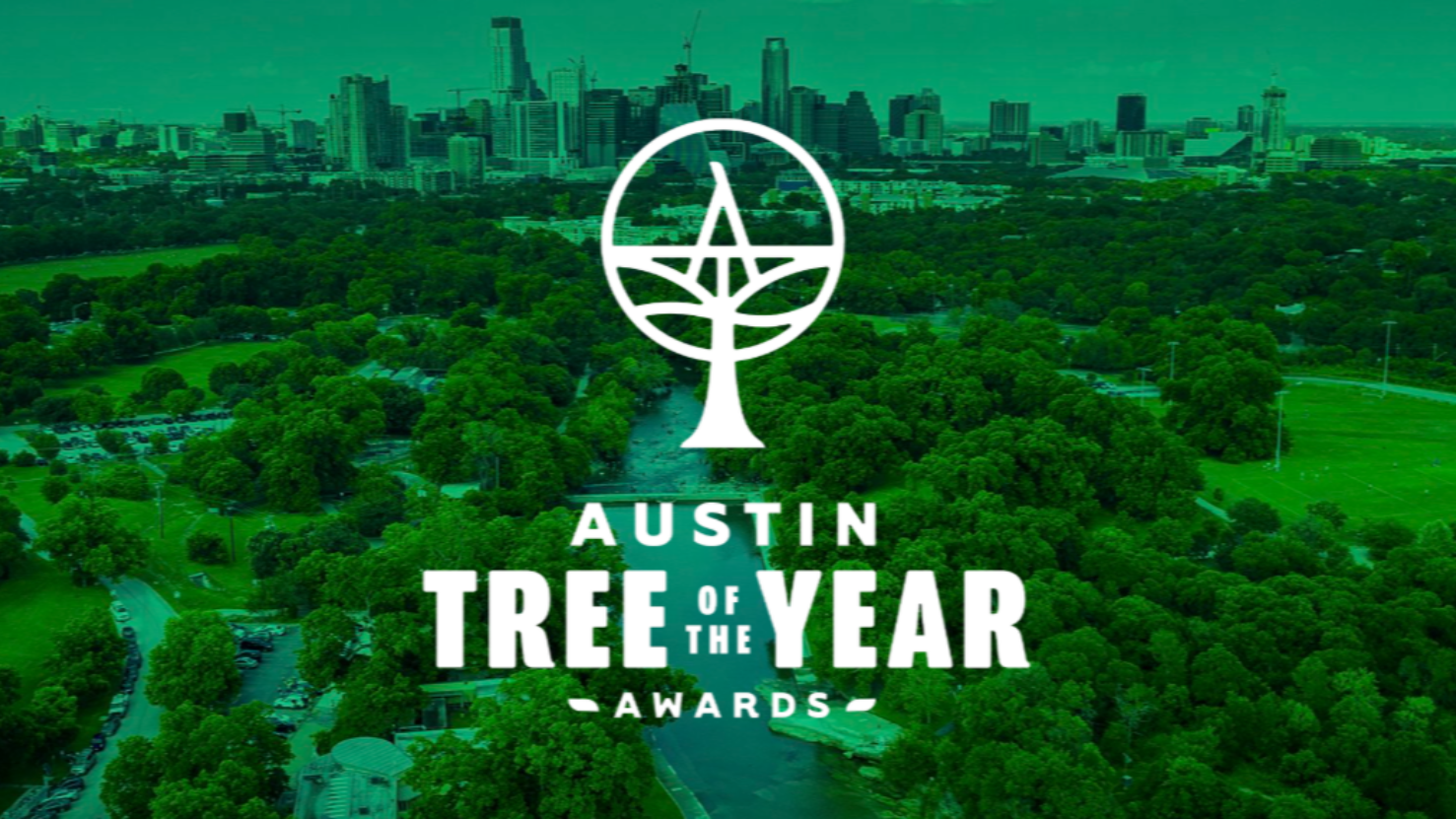 Austin Tree of the Year - City Post